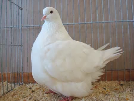 Fancy Pigeon Breeds: French Mondain