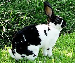 Kelinci Dutch Umur 2 Bulan