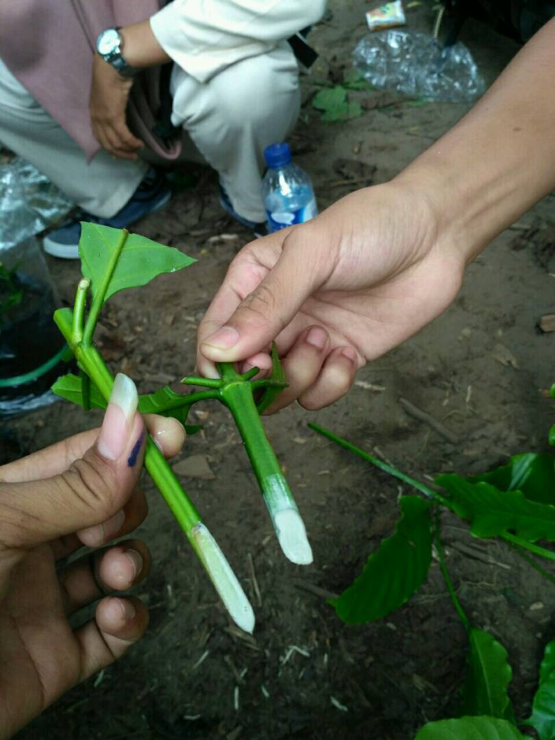 Cara Stek Tanaman Kopi