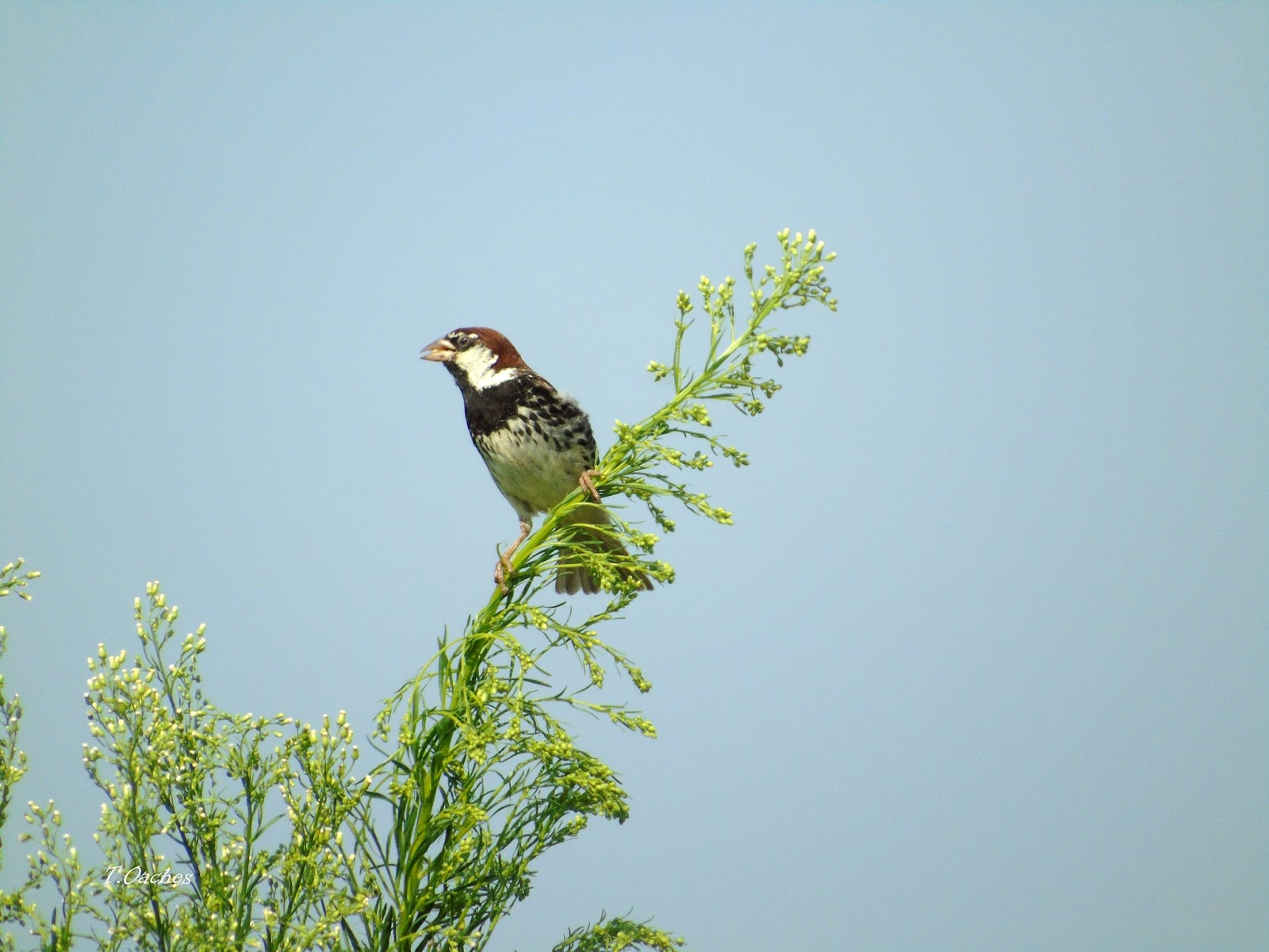 PASARI DIN ROMANIA: VRABIE NEGRICIOASA, Passer hispaniolensis