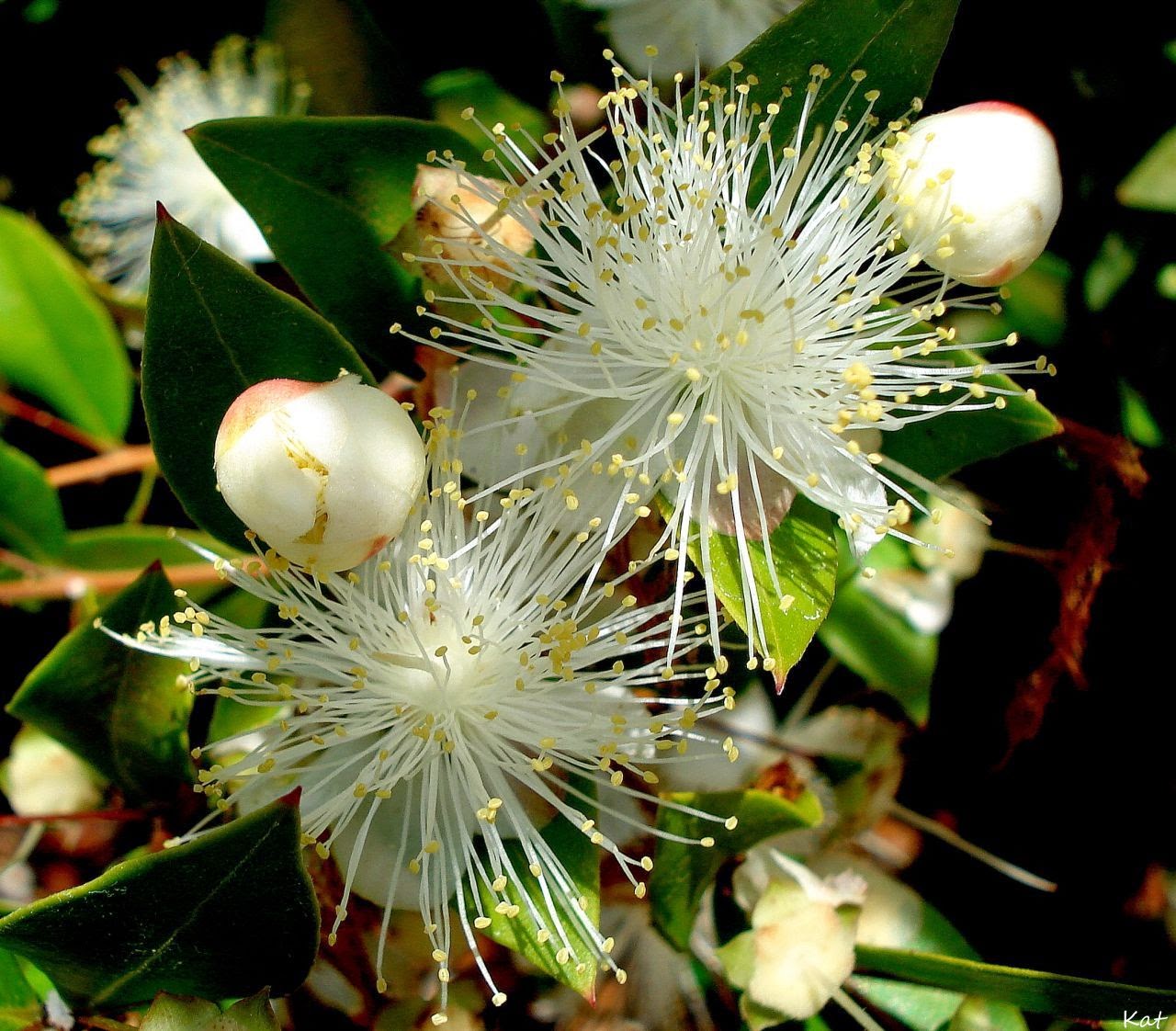 El espiritu de las plantas: Arrayán