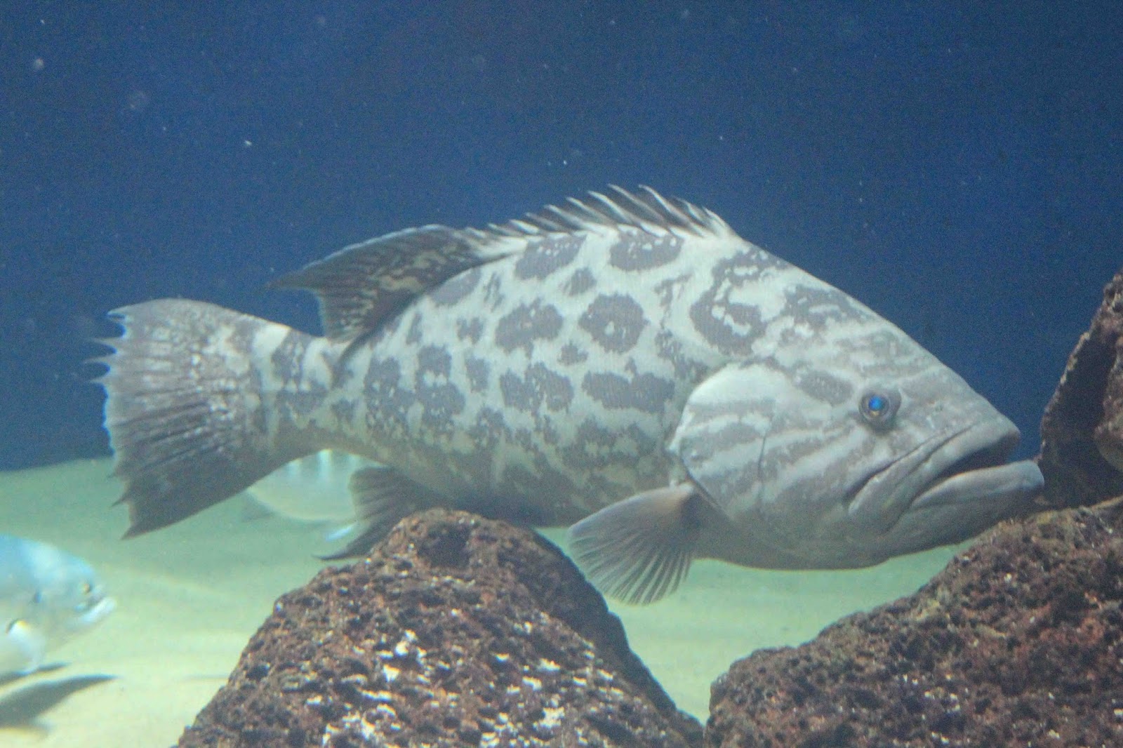Western Sojourns: Travels with Camissonia: BIRCH AQUARIUM AT SCRIPPS ...