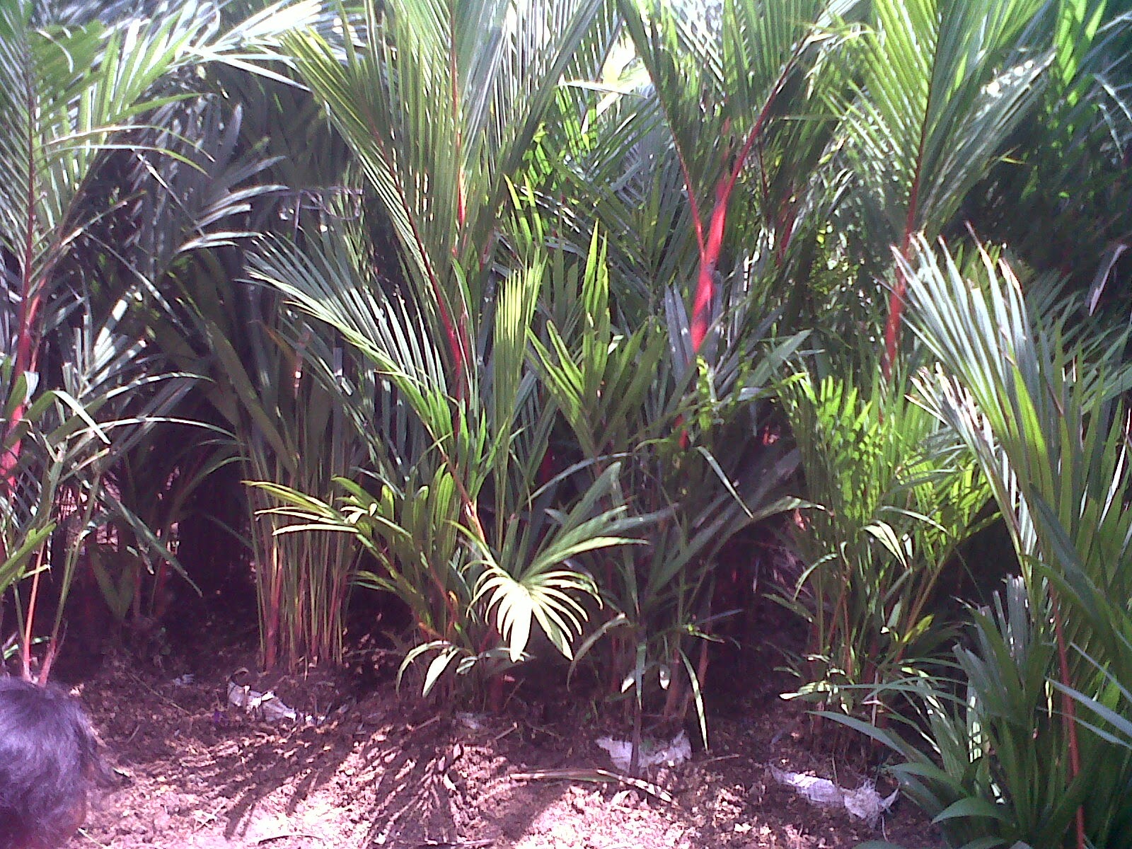 Tanaman Hias Dan Pohon Pelindung: POHON PALEM MERAH/POHON PINANG MERAH