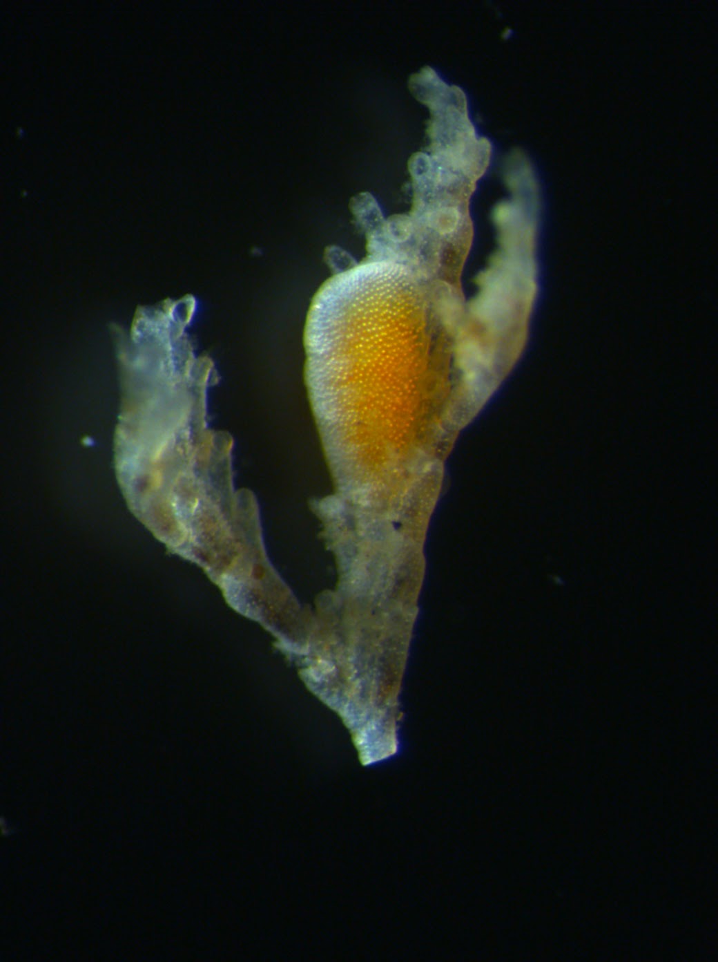 Invertebrate Embryology: Coronate larva of Crisia sp.