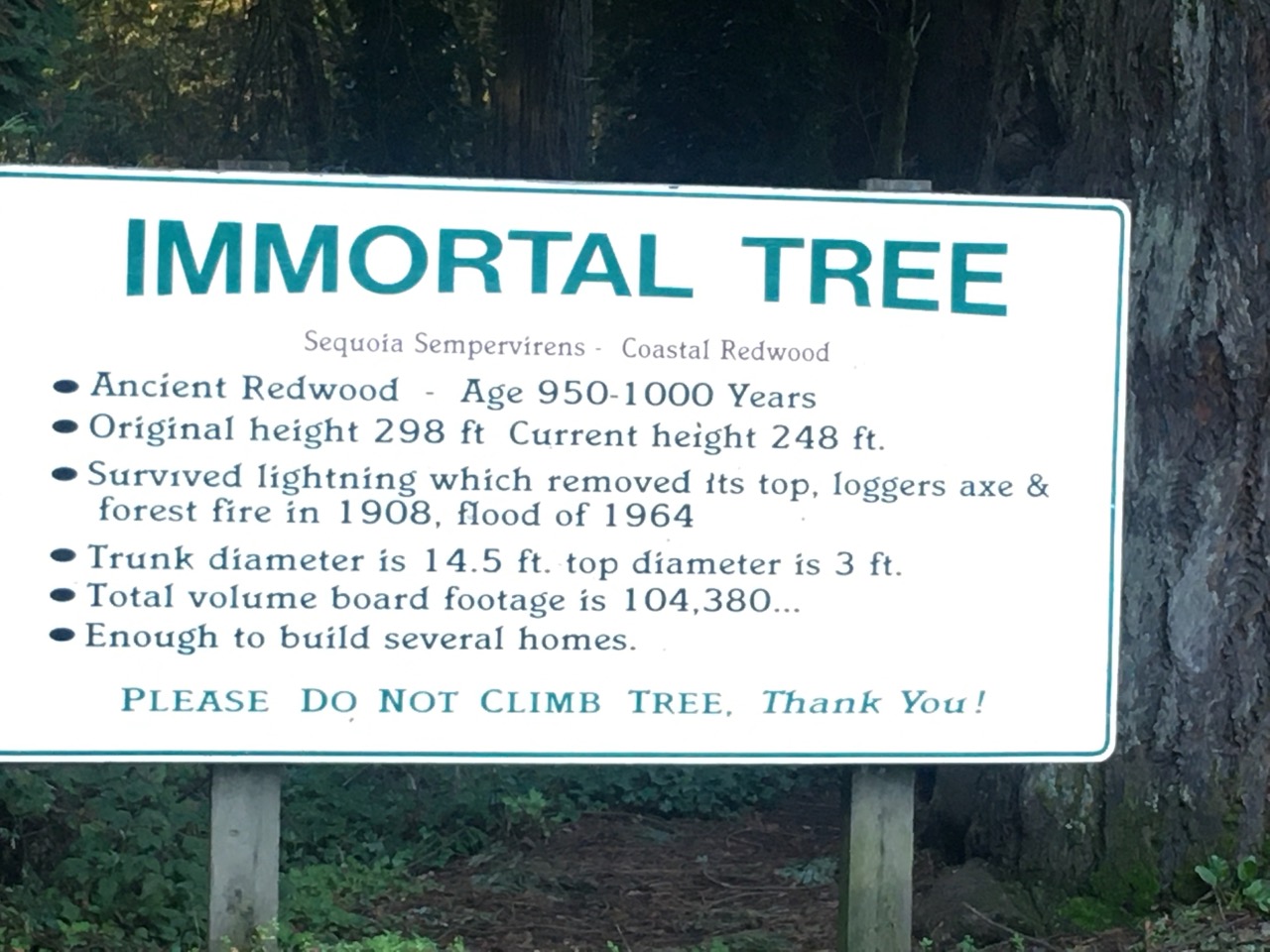 How Ancient Are California’s Redwoods? | Galley Wench Tales