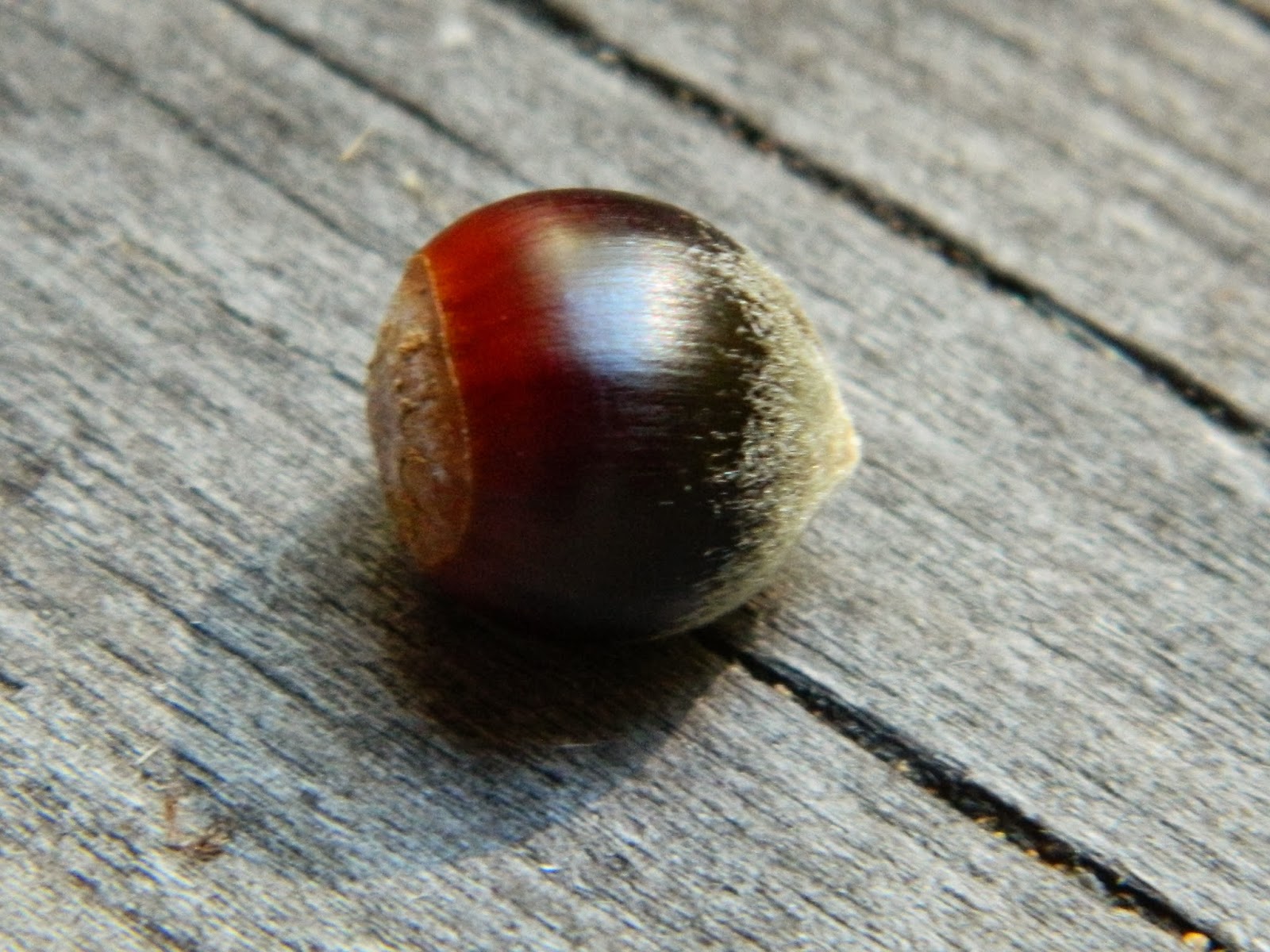 Lise's Log Cabin Life: Chinkapin