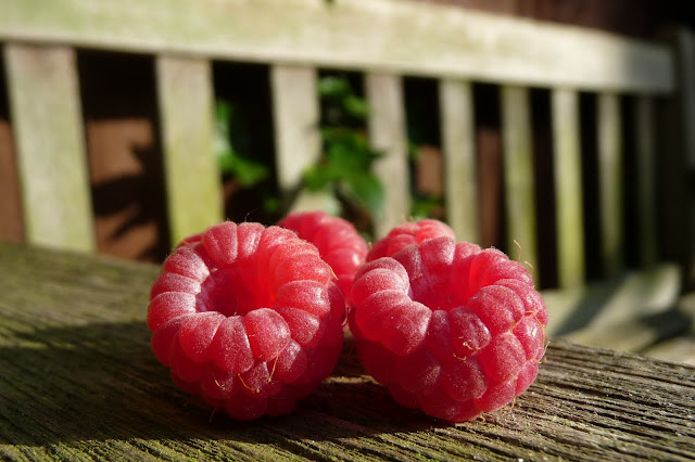 HOW TO GROW RASPBERRIES |The Garden of Eaden