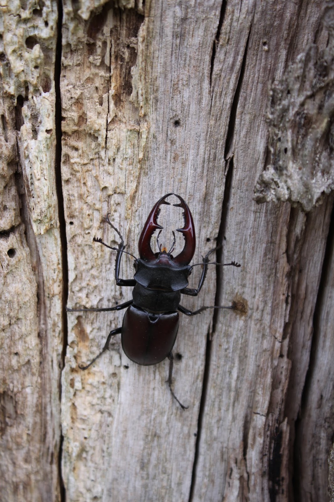 NatuurlijkNatuur: Vliegend hert. [Lucanus servus]