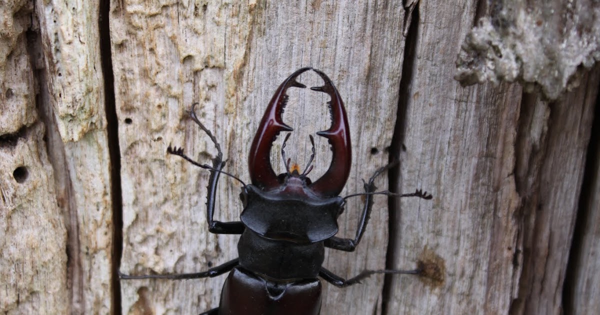 NatuurlijkNatuur: Vliegend hert. [Lucanus servus]