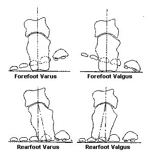 Building Better Athletes: Anatomy Lesson: The Foot and Ankle