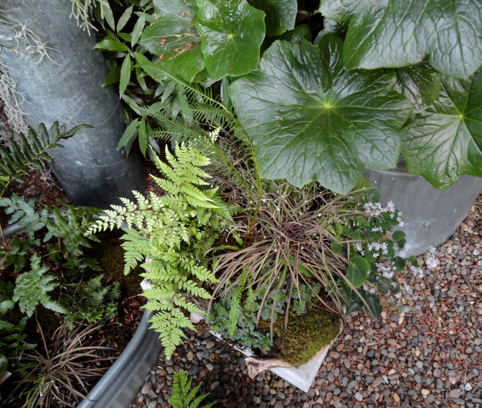 danger garden: Building a fern table: watching the professional in ...