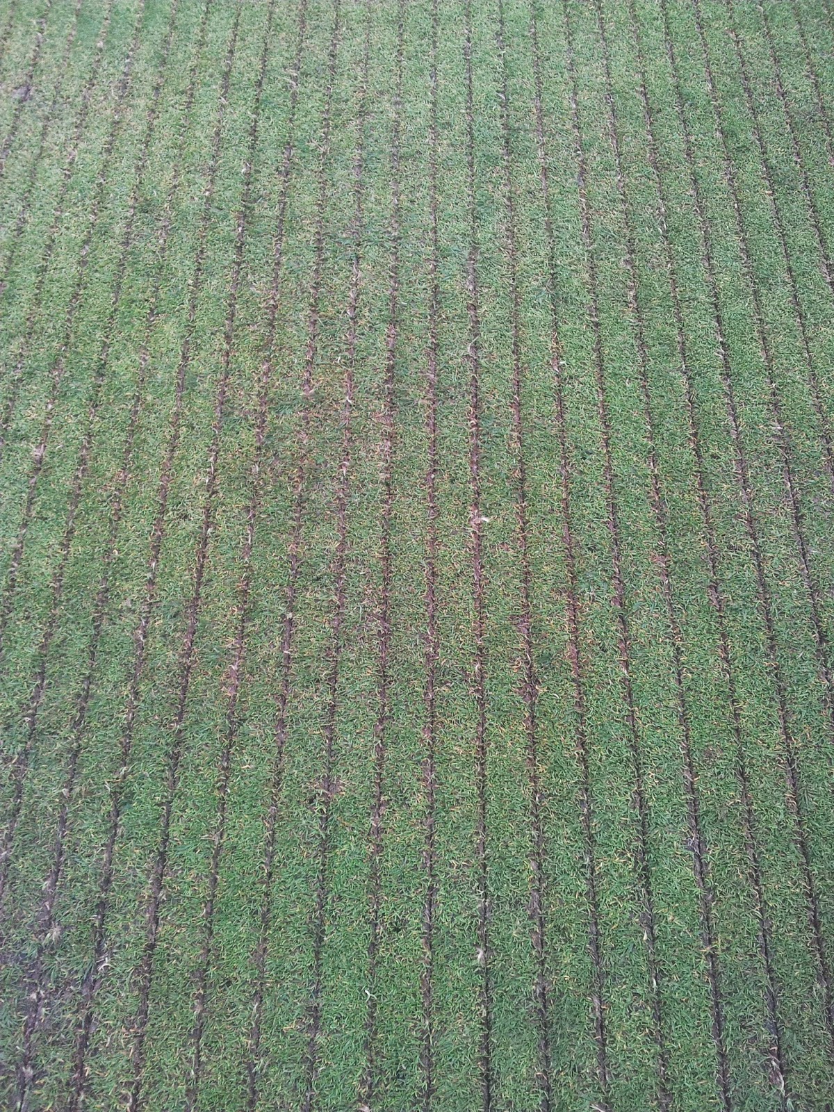 Bolton Old Links Golf Club: Scarifying Greens