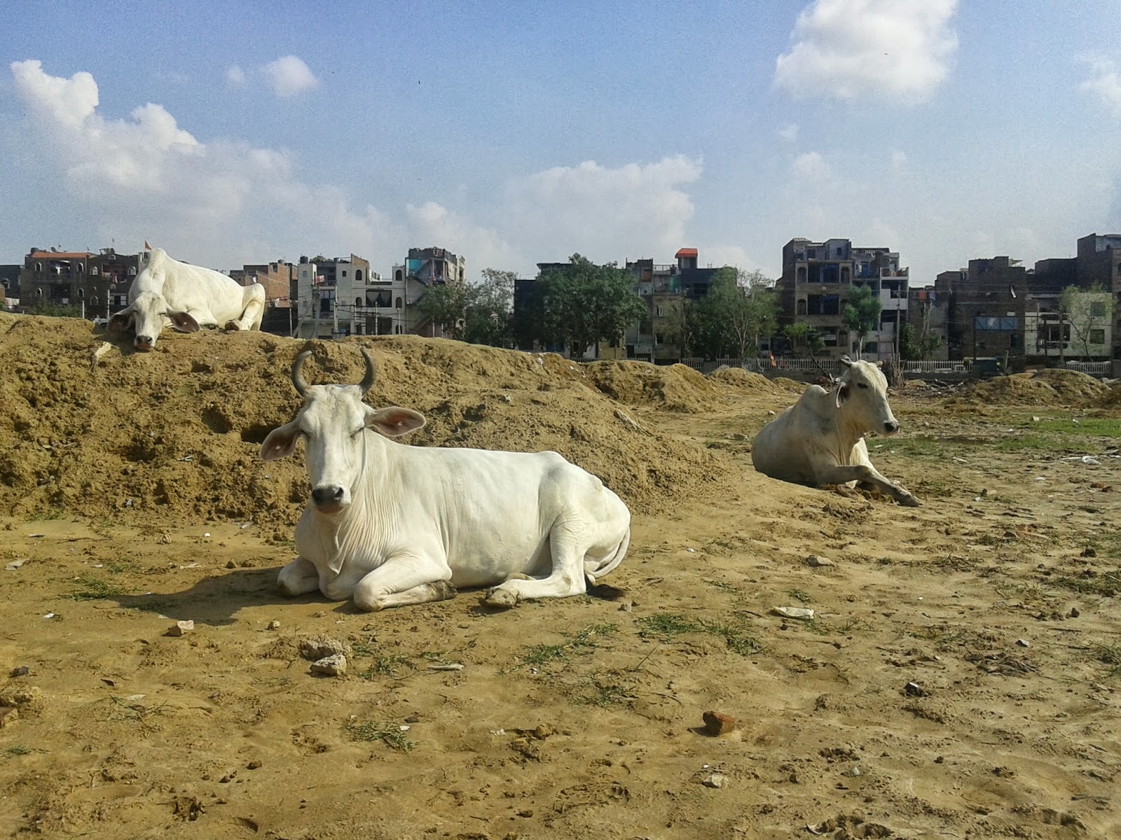 Cow in Delhi ~ Delhi Photo Gallery