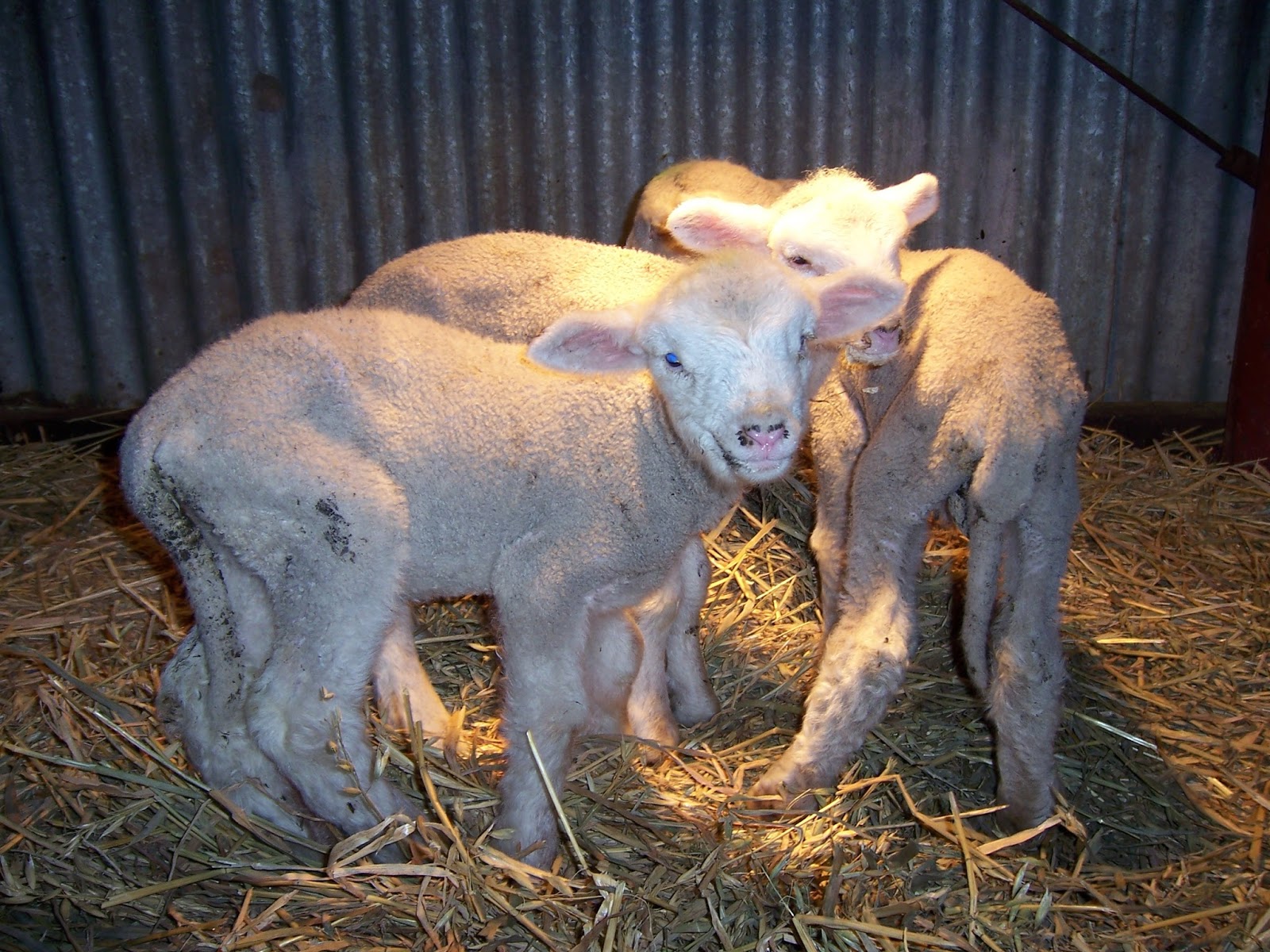 Pretending to Farm: The Art of Raising Orphaned Lambs