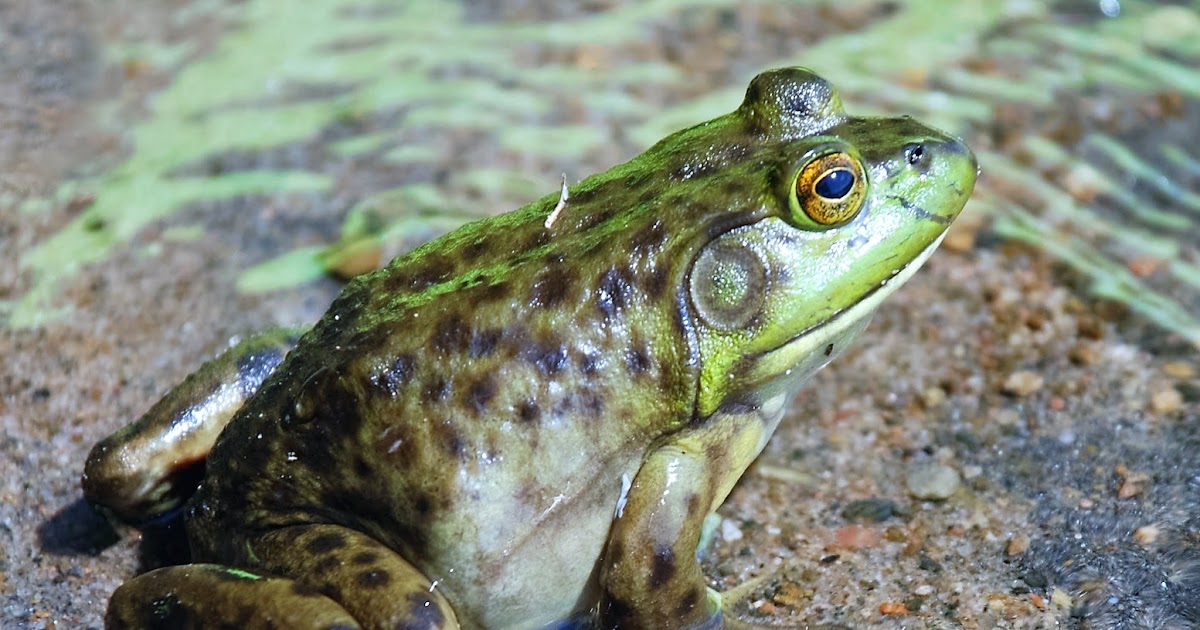 Fieggentrio: De breedbekbrulkikker lust en vreet alles.