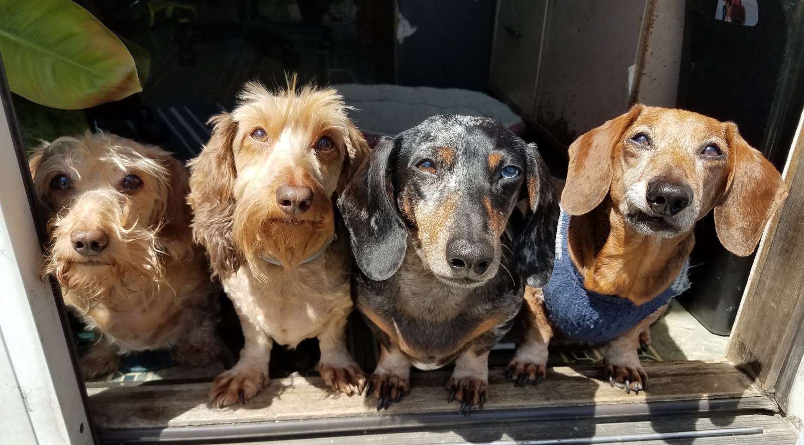 My Three Doxsons: Tag Team the Dachshunds