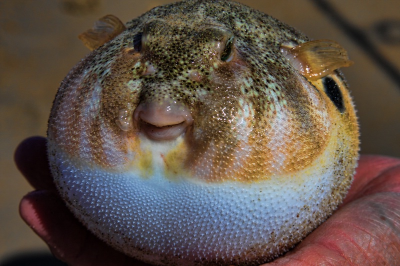 A Real Taste of Richmond: BlowToad