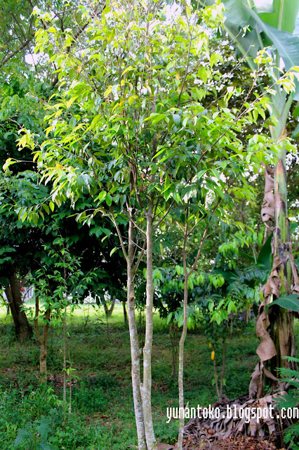 info yummy: Pengusahaan Gaharu (sekilas)