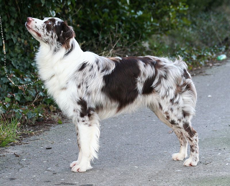 Imagineer Australian Shepherds