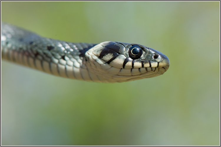 TOM DYRING WILDPHOTO / NN: "ORM"