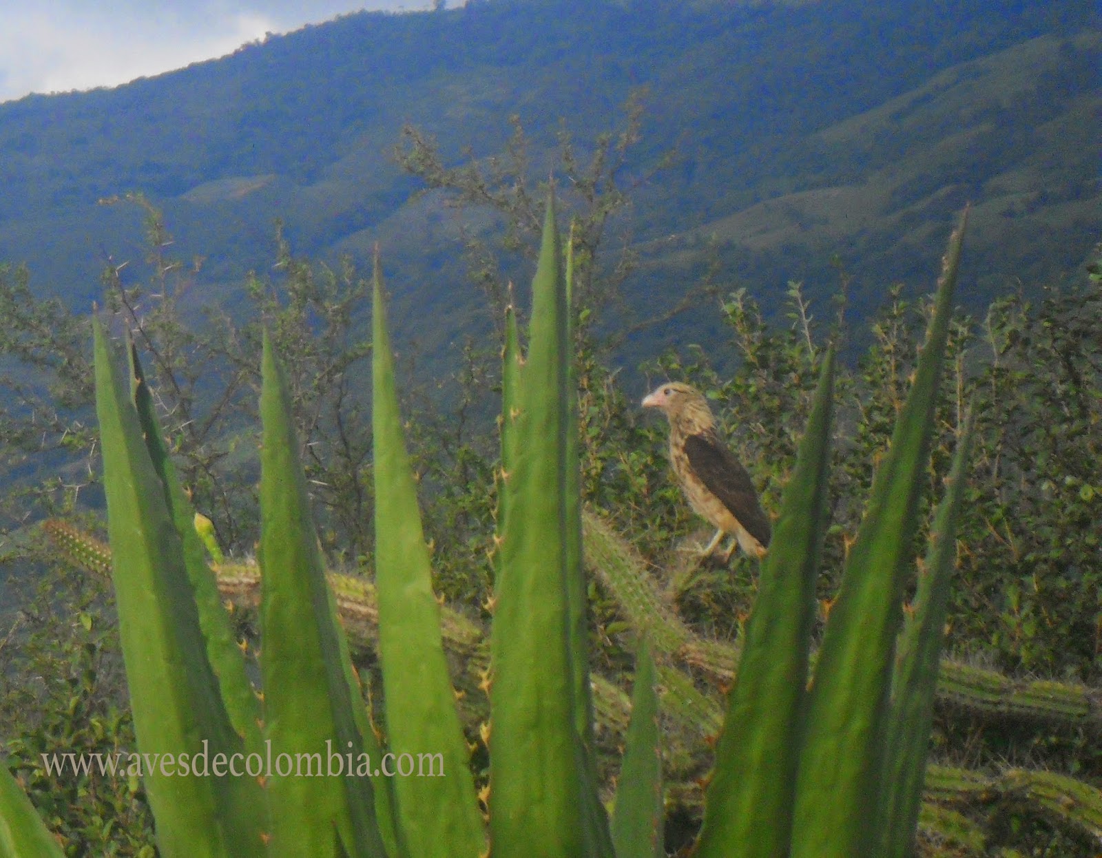 Aves de Colombia: PIGUA