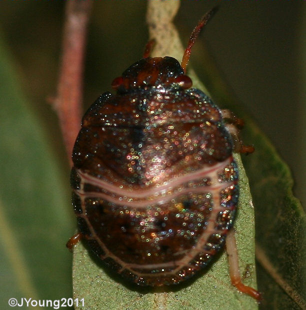 South African Photographs: More bugs
