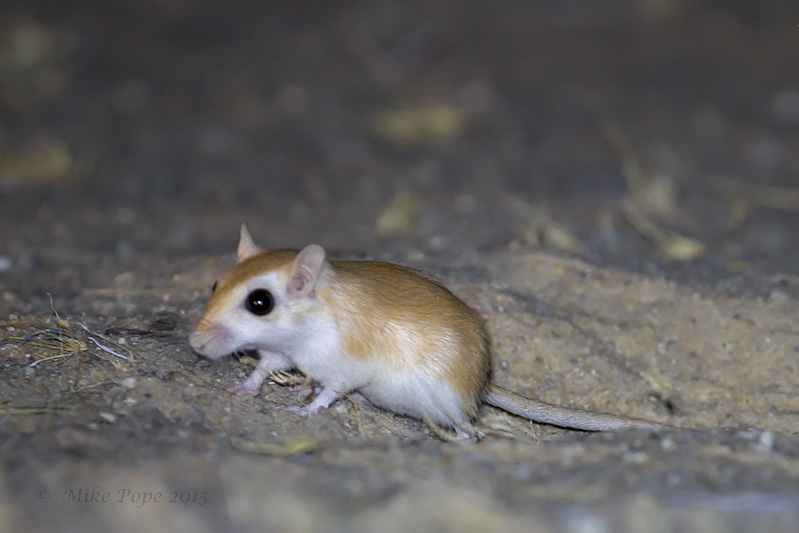 Kuwait Birding: Hot and cold blood