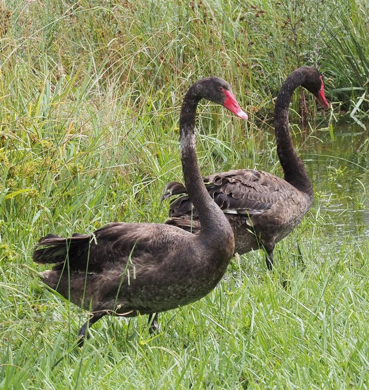 Majura birds: Tweedledum and Tweedledee