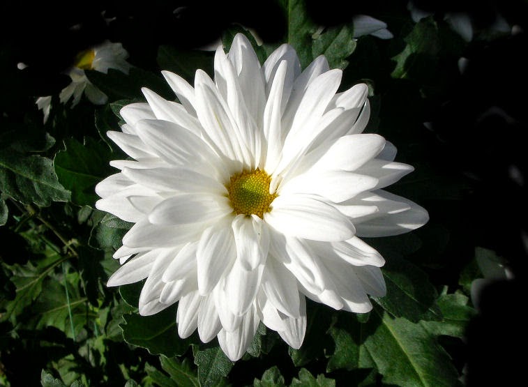 My Virtual Garden 2: Mum Day