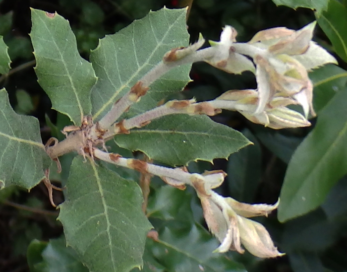 La encina (Quercus ilex)