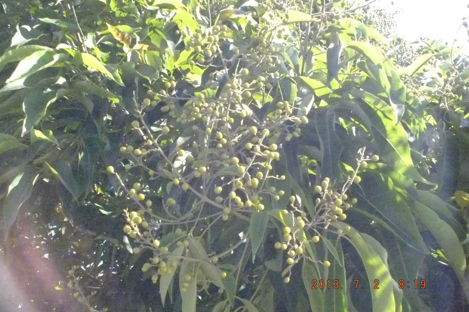 Photography with Dr. Ernie.: Bulaong tree #1 at Clarkfield, Pampanga