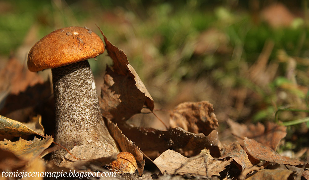 To miejsce na mapie: Jak złapać grzyba za 500zł...
