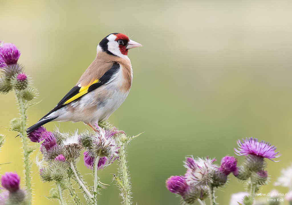 Irma's Natuurbeleving: Putter / Carduelis carduelis