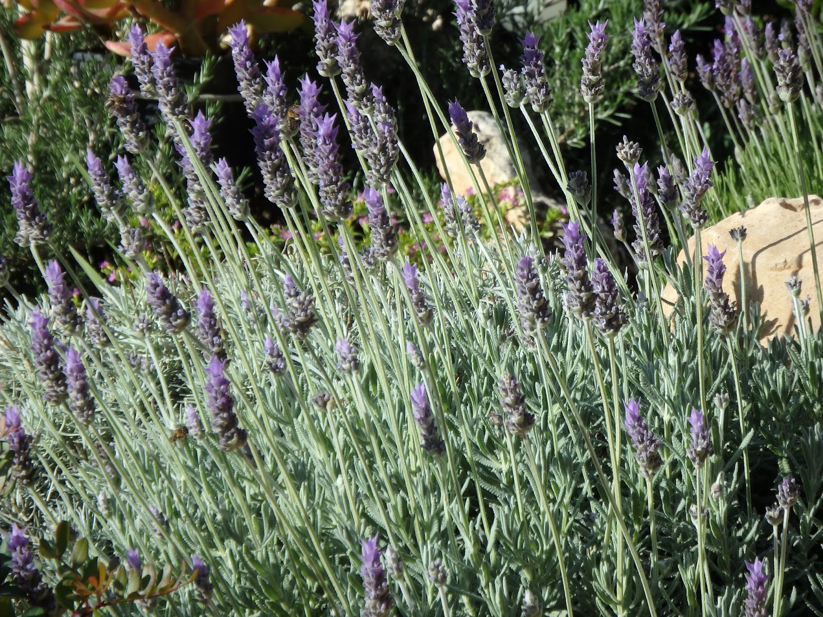 Lavandula Dentata (Lavanda dentada, Alhucema, Lavanda etc.)