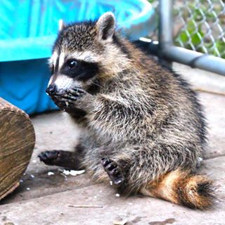 RAKUNI ( RACCOON ),predivni i nestašni rakuni uveseljavaju nas svojim ...