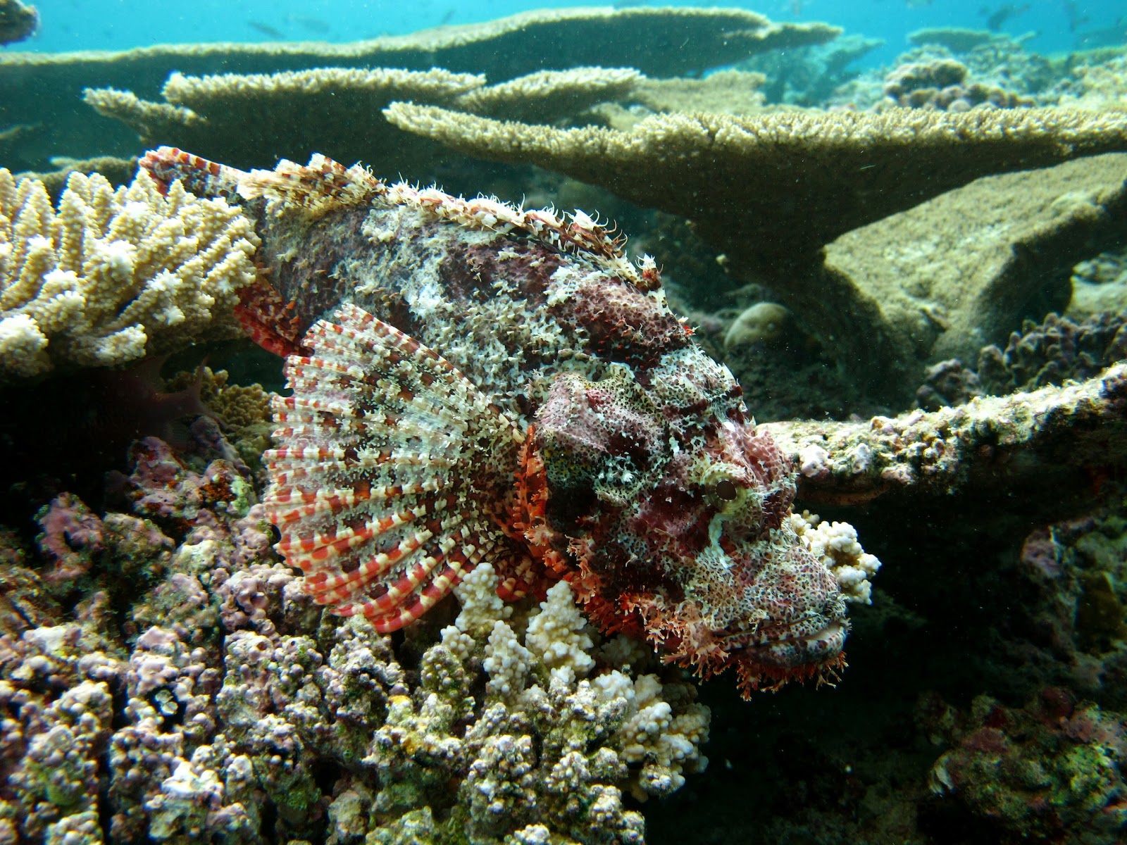 Tales from the Reef: Tiny Juvenile Scorpion Fish on our House Reef