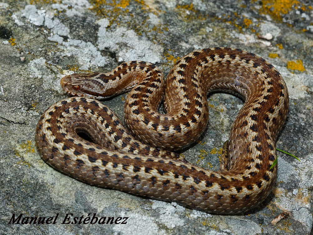 Miradas Cantábricas: Víbora de Seoane o cantábrica (Vipera seoanei ...