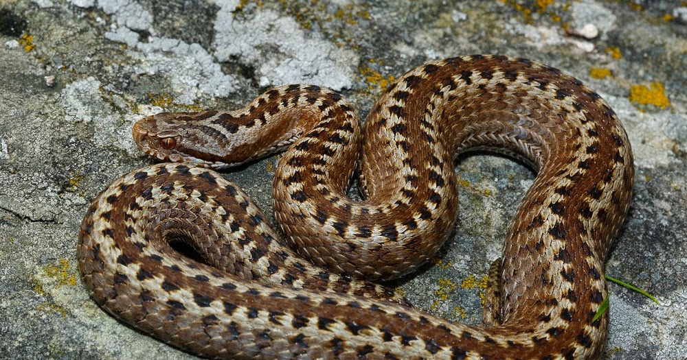 Miradas Cantábricas: Víbora de Seoane o cantábrica (Vipera seoanei ...