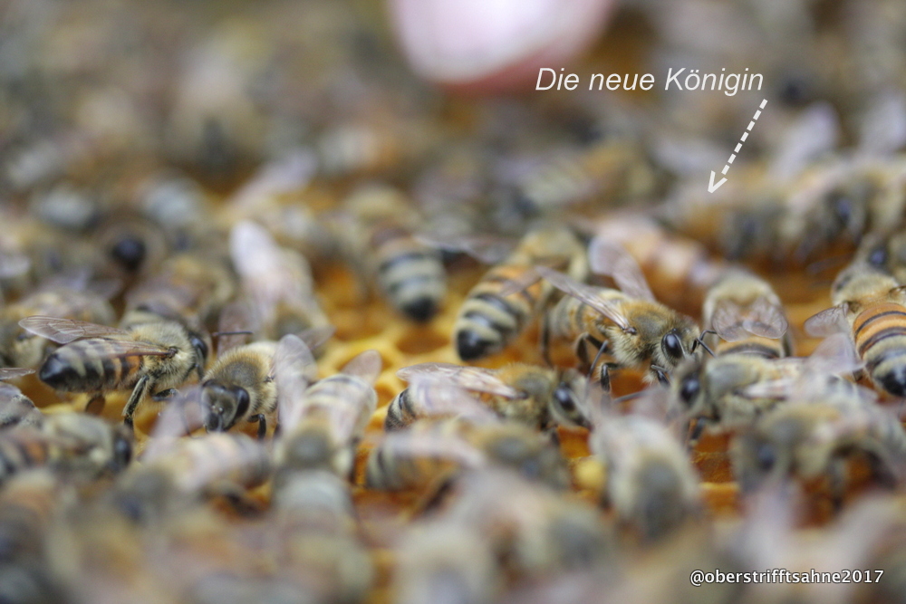 Mit der Slow Food Wurzeltour zum Bienenflüsterer Grolm auf Schloß Tonndorf
