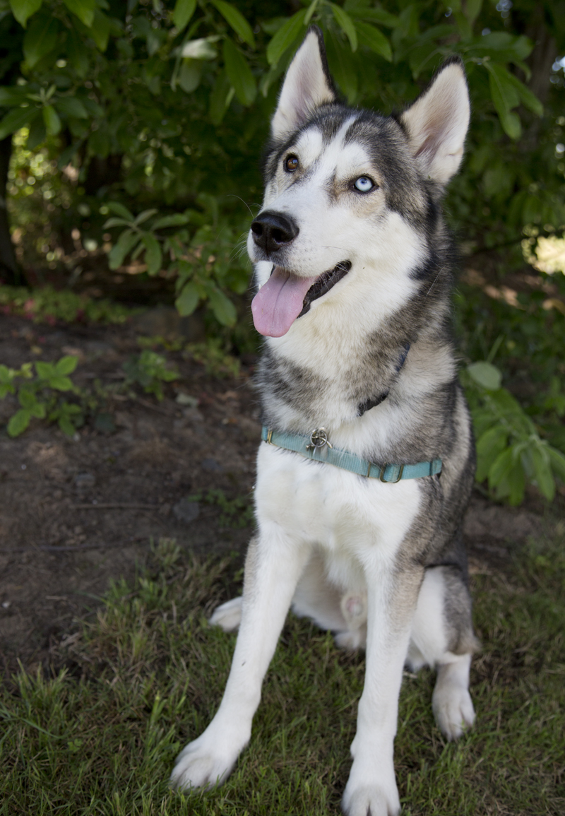 Shelter Dogs of Portland: "PRINCE JACK" Husky anyone?