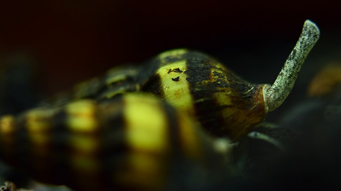 Mengenal keong Assassin - si keong pembunuh ~ Aquascape Batang