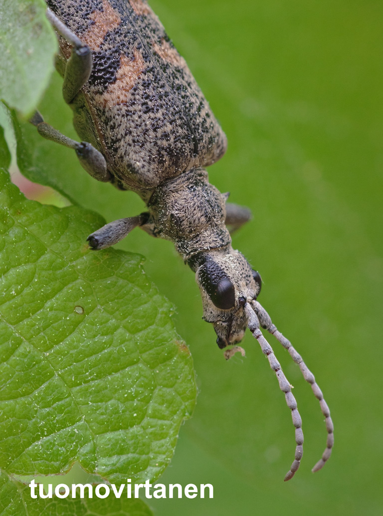tuomovirtanen: Hyönteiset - insects - insecta, kesäkuu 2012.