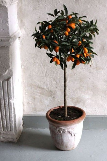 Eye For Design: The Old World Charm Of Potted Citrus Trees......Indoors ...