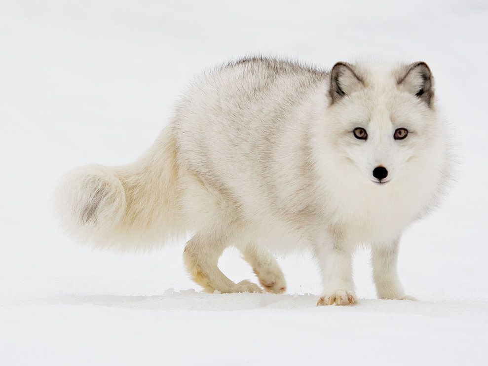 Arctic Fox | Animal Wildlife