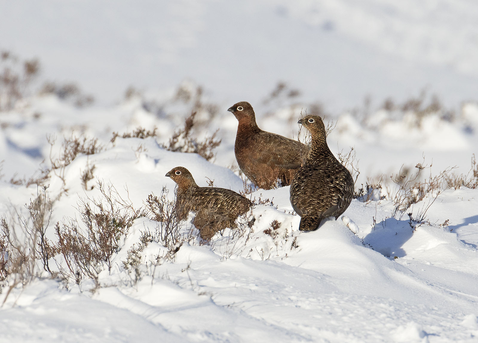 pewit: Red Grouse in the snow