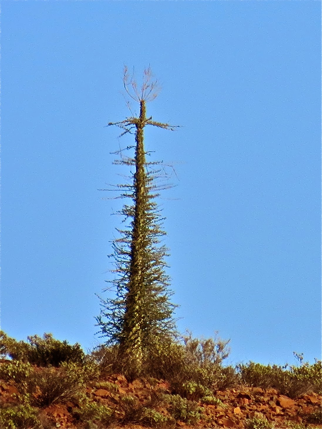 Where's Liz? 2014: Land of the Boojum Trees