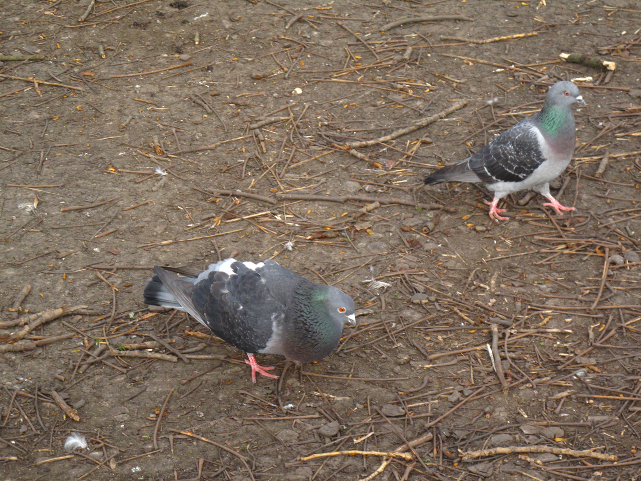 The Rattling Crow: Extraordinary feral pigeons