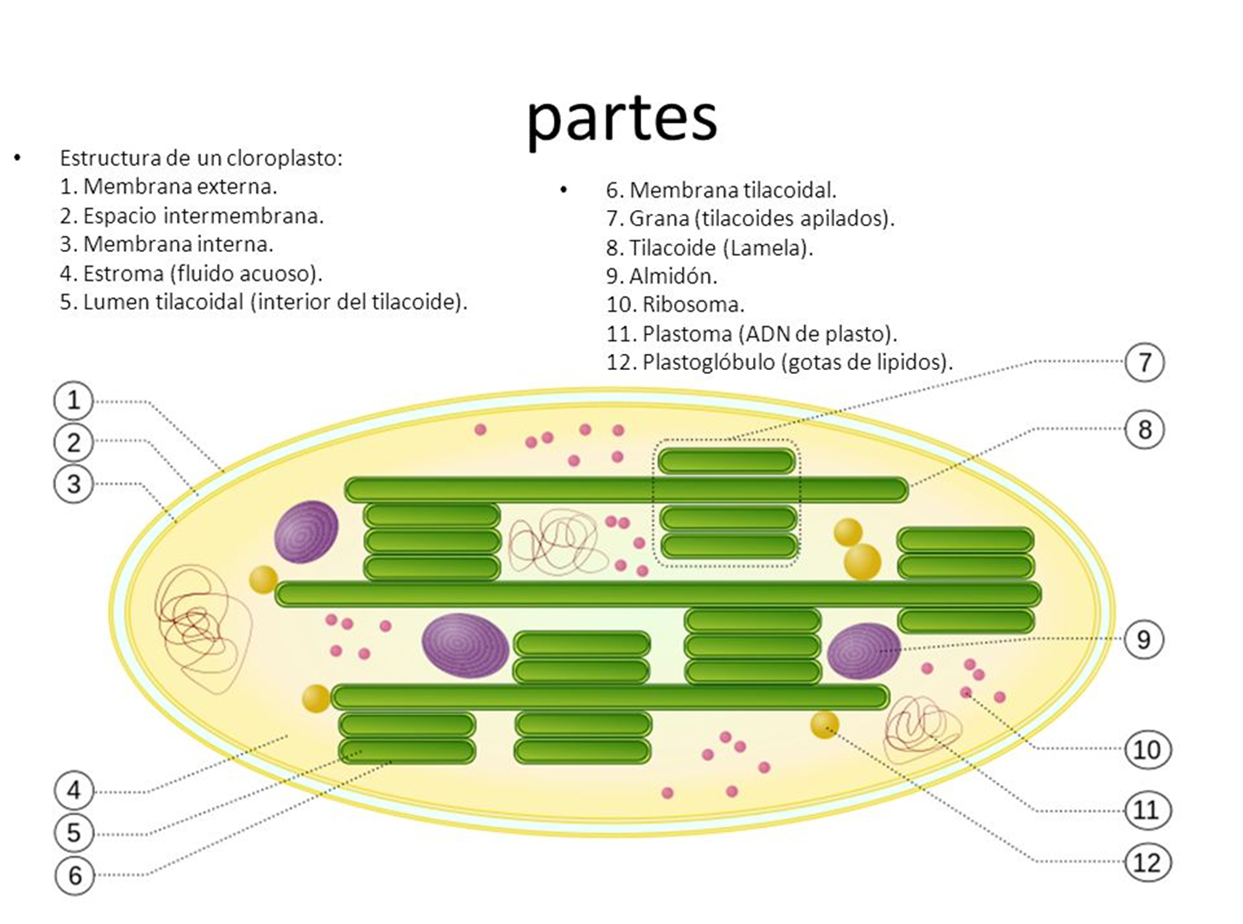 El Mundo de la biologia: LA FOTOSINTESIS