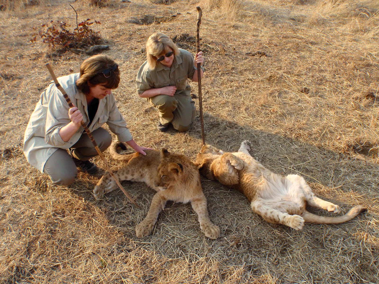 Our tour of duty - Africa 2014: Some information about the lion ...