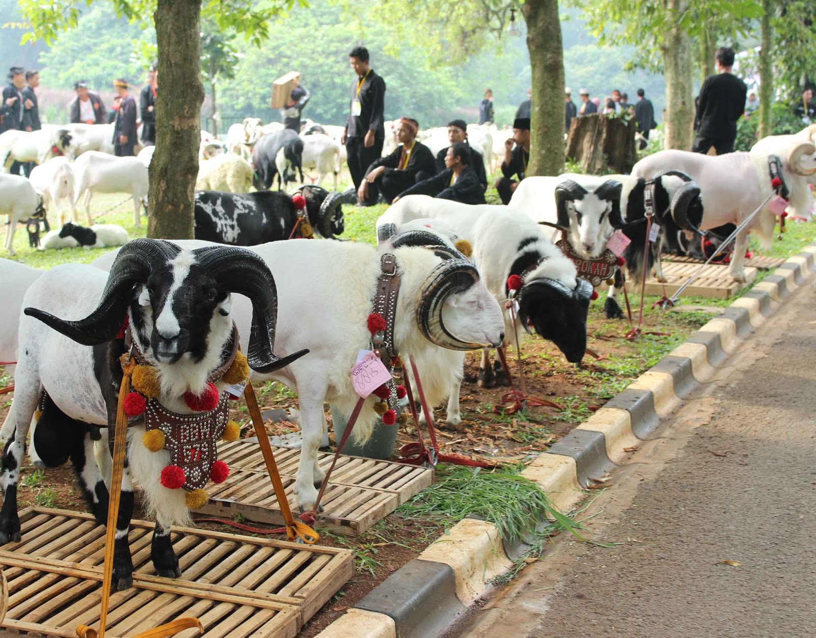 Domba Garut Indonesia kuat, gagah, dan memukau